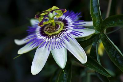 China wholesale pure passiflora extract Flavones 3% 4:1 ,Passiflora incarnata L. for sale