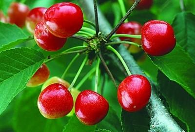 China Pure Natural Cherry Extract/Free sample from ISO factory VC 17% 25% Acerola cherry extract powder for sale