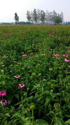 China 100% natural echinacea extract echinacea purpurea extract with cichoric acid, polyphenols for sale