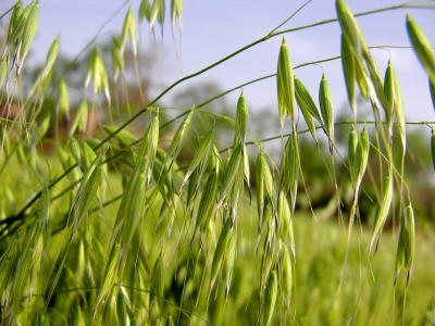 China 70% Beta-Glucan Natural Plant Extract Powder Oat Grass Extract /Avena fatua L for sale