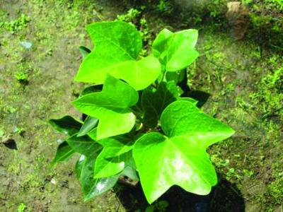 China GMP Factory Supply High Quality ivy leaf extract Ivy extract with 1%-10% Hederagenin for sale