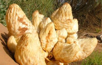 China GMP factory cistanche tubulosa extract cistanche bark --ratio extract (10:1, 20:1) for sale