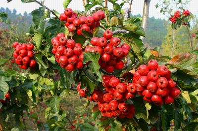 China High Quality Brown Powder Extract Of Hawthorn Berry-- Crataegus pinnatifida Bge. for sale