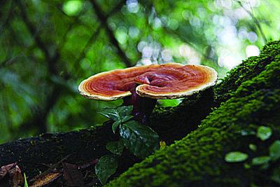 China Hot sell reishi mushroom extract ganoderma lucidum extract reishi extract for sale