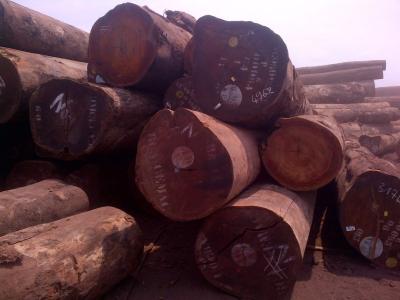 China Top quality Teak, Tali, Padouk, Pine, Boxwood, Azobe Wood Timber Logs for sale