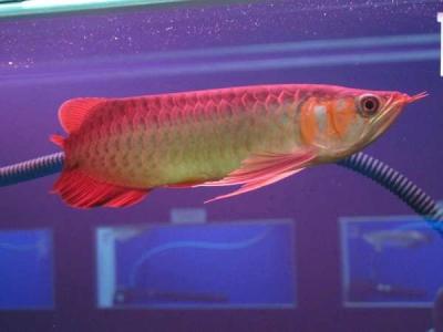 China Arowana Live Aquarium Fishes for sale