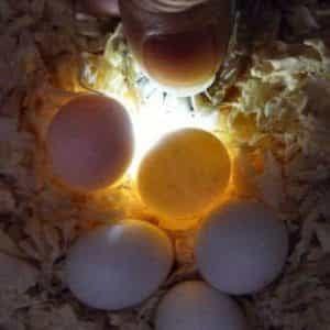 China Fertile Parrot eggs, Parrot chicks & Parrot feathers For Sale for sale