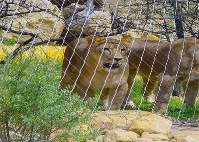 Cina Corda Mesh High Tensile Zoo Enclosure di acciaio inossidabile di sicurezza 1*1m per le gabbie dell'uccelliera dell'uccello in vendita