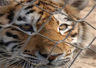 China malha 7x7 de Mesh Inter Stainless Woven Wire do fio do jardim zoológico de 30x30mm à venda