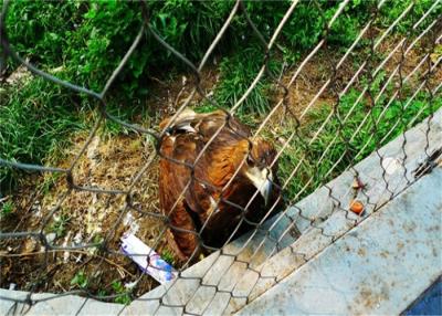 Китай ячеистая сеть сверхмощное 1.2mm нержавеющей стали 30x30mm гибкая продается