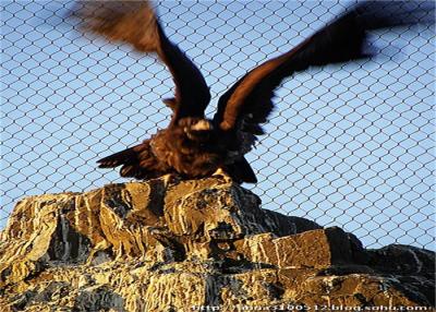 Китай плетение 30x30mm веревочки провода клетки/316L Aviary птицы 1.2mm продается