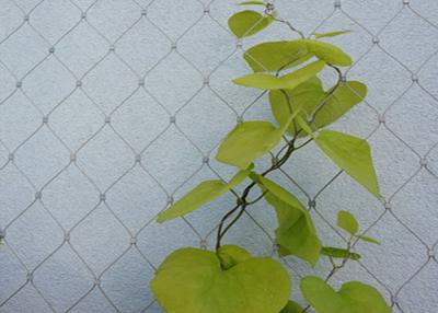 中国 SS 304 316上昇の植物のためのワイヤー ロープの格子垣100x100mmのステンレス鋼 ワイヤー 販売のため