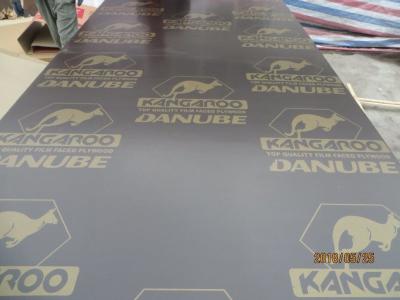 China 'KANGAROO' BRAND FILM FACED PLYWOOD,18mm concrete formwork film faced plywood for sale