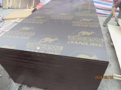 China 'KANGAROO' BRAND FILM FACED PLYWOOD,High Quality film faced plywood , concrete formwork plywood , poplar core plywood for sale