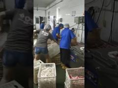 Máquina de embalaje al vacío