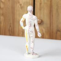 Cina Modello del corpo del meridiano di agopuntura realistico con custodia in vendita