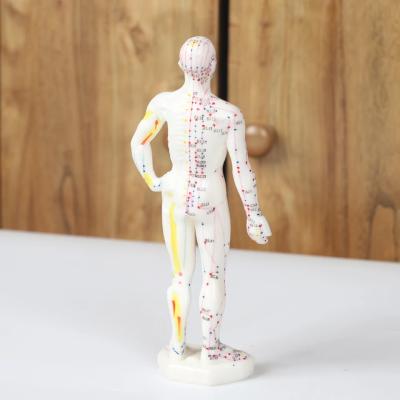 China Modèle réaliste du corps méridien d'acupuncture avec boîtier for sale