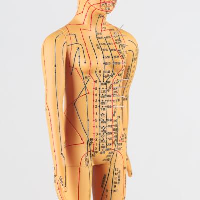 China Meridian Chart Included Acupuncture Body Model Approximately 5kg Versatile For Different Techniques for sale