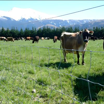 China 6FT High Prevent Sheep Escapes Heavy Duty Galvanized Cattle Mesh Fence for sale