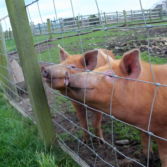 Close-up of cattle fence structure