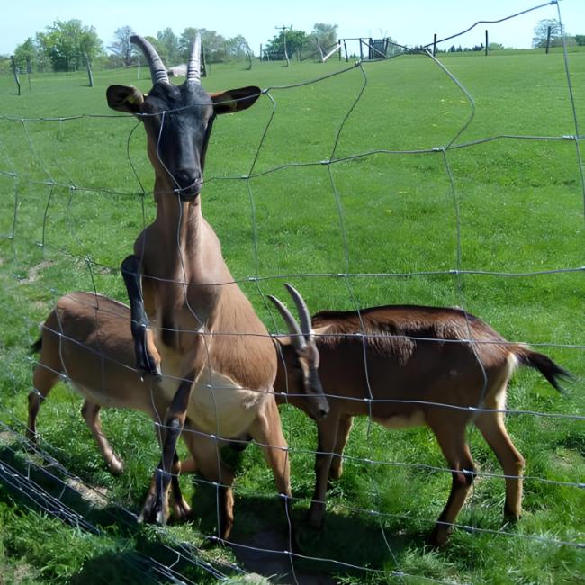 Close-up of hinge joint cattle fence structure