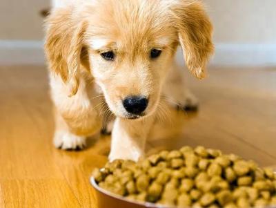 China Pet Foods Premade Bag Packing Machine Dog Foods Weighing Filling Packing Machine for sale