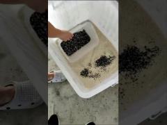 Selezionatore di colore del CCD dei minerali della macchina del selezionatore di colore del grano di LC-M4H