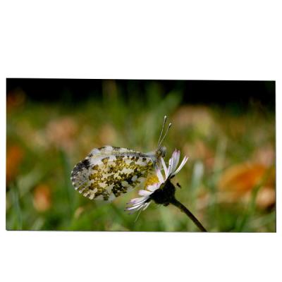 Cina LM270WQB-SSA1 Modulo schermo LCD da 27.0 pollici 2K 240hz IPS per AW2721D in vendita