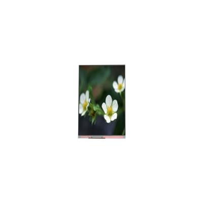 Cina PP055IA-09B 1440*2560 Display LCD da 5,5 pollici in vendita