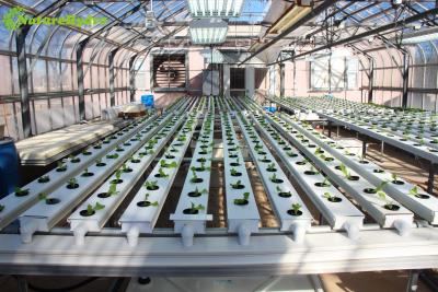 China Hydroponic Nft Grow System for sale