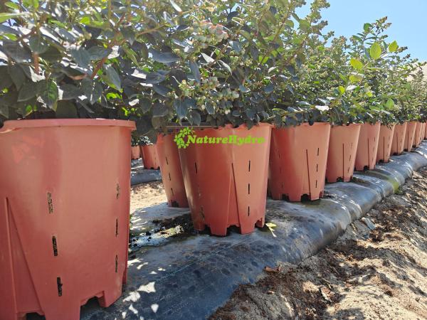 Quality Plastic Plant Pots For Berries for sale