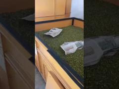 Presun 미니 곡물 건조기 렌즈 견과류 건조기 값싼 작은 건조기 2mt