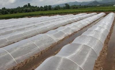 중국 항 곰팡이 농업 곤충 망 자외선 내성 HDPE 5000S 판매용