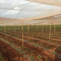 China HDPE 5000S Agriculture Insect Net 50m 100m UV Resistant Mesh 0.5mm 1mm for sale