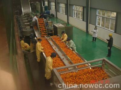 China Automatic Fruit Vegetable Processing Machine Salad Washing Cutting for sale