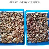 China High Efficiency Optical Color Sorter For Walnut / Pecan / Almond Classification for sale