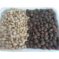 China High Efficiency Optical Color Sorter For Walnut / Pecan / Almond Classification for sale