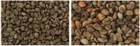 China Food Processing CCD Sensor 300kg/H Coffee Sorting Machine for sale