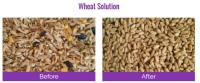 China Grain Processing Equipment  CCD Grain Color Sorter  Optical Grain Sorting Machine for sale