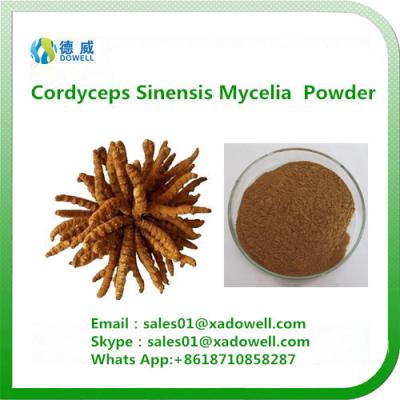 China High quality Cordyceps Sinensis Mycelia Powder for sale
