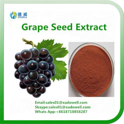 China High quality and Best price Grape Seed Extracts for sale