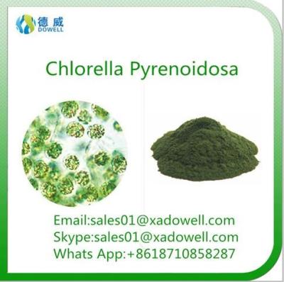 China High quality and Natural Beauty Powder Chlorella Pyrenoidosa for sale