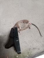 China Function Mouse Killer Reusable Humane Snap Plastic Rat Trap for Effective Pest Control for sale