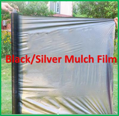 China 1-4M Width Black/ Silver Color Agricultural Plastic Mulch Film for sale
