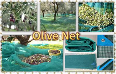 Chine fabrication de rassemblement olive de la récolte 70g/m2-120g/m2 de filet olive net olive de maille à vendre