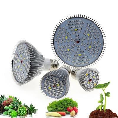plant grow bulb