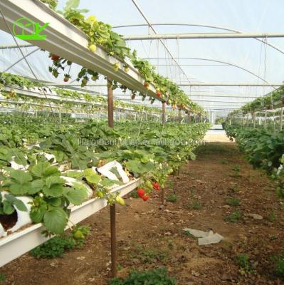 Cina Serra idroponica Fragola Lunghezza 30-100 m Adatta a ortaggi Frutti Fiori in vendita