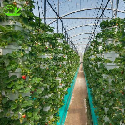 Cina Serra idroponica Fragola Lunghezza 30-100 m Adatta a ortaggi Frutti Fiori in vendita