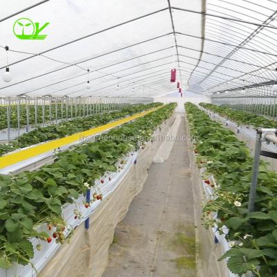 Cina Serra idroponica Fragola Lunghezza 30-100 m Adatta a ortaggi Frutti Fiori in vendita