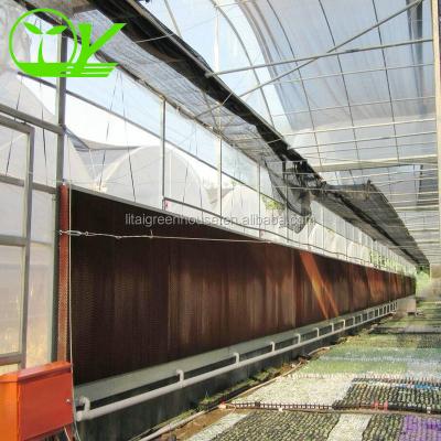 Cina La nostra serra in policarbonato di prim'ordine a singolo strato 30-100m di lunghezza in vendita